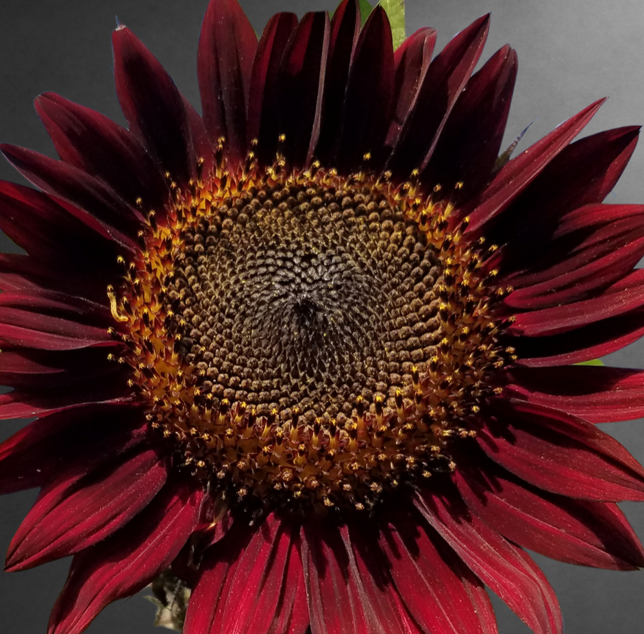 Fröish- från frö till odlarglädje ca fxxx . Odla blommor och grönsaker